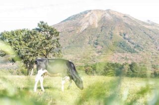 放牧の牛に会いに行こー！『大山まきばみるくの里』はソフトクリームも絶品！ | 旅々PHOTO